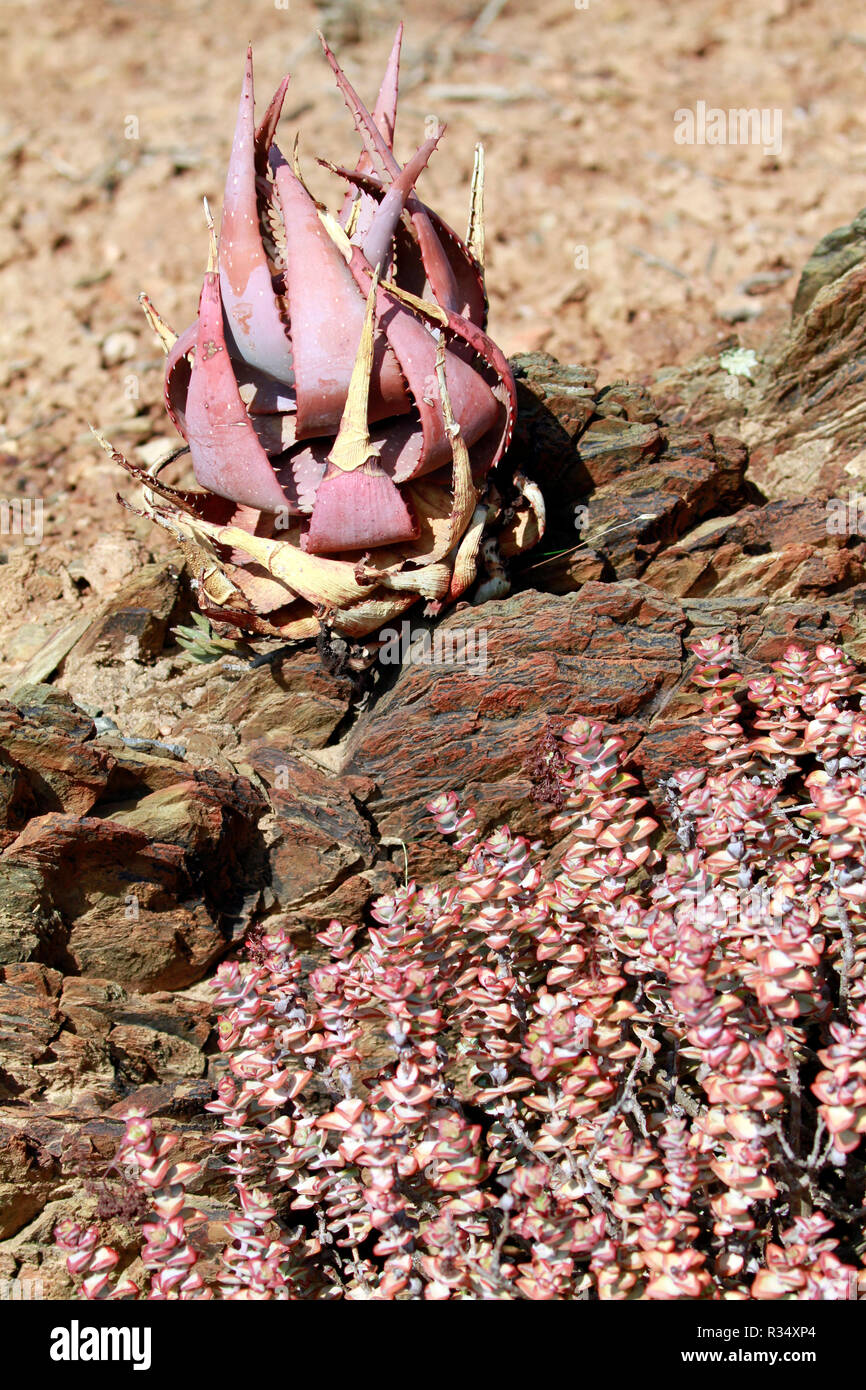 Crassula rupestris (Kebab Bush) in the the Karoo Desert National ...