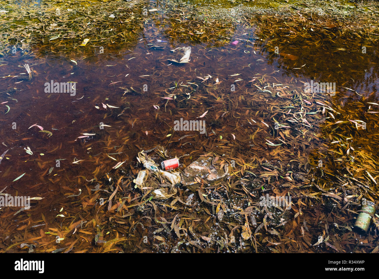 Water contaminated with garbage and bottles in a river, care of the ...