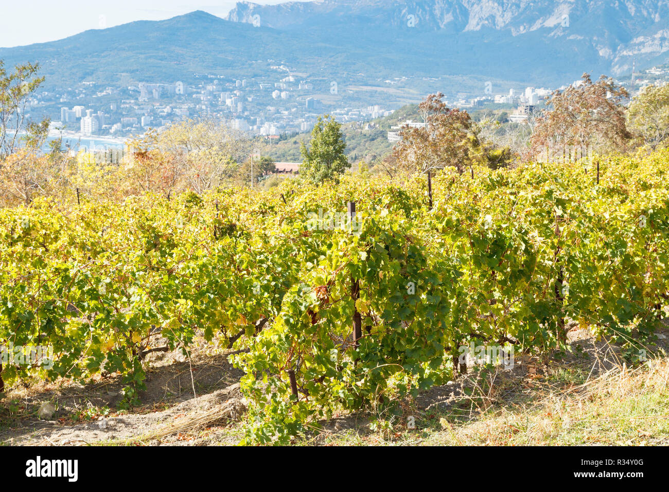 Massandra town hi-res stock photography and images - Alamy