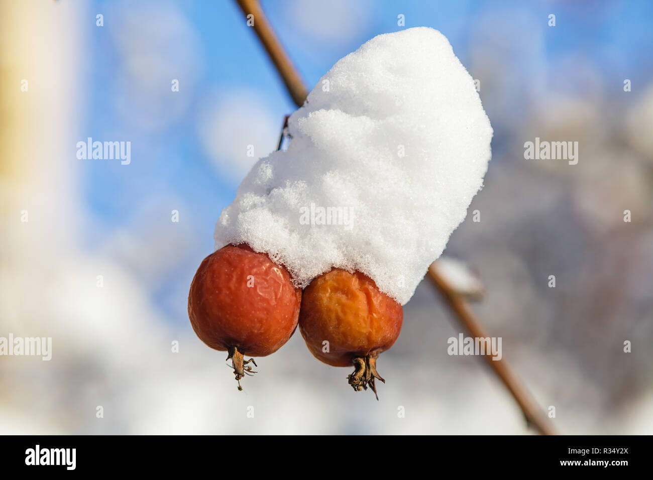 Orange fruit tree snow hi-res stock photography and images - Alamy