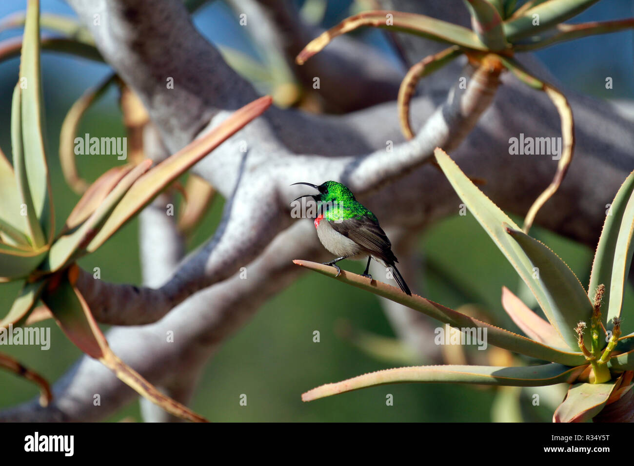 A southern double-collared sunbird or lesser double-collared sunbird ...
