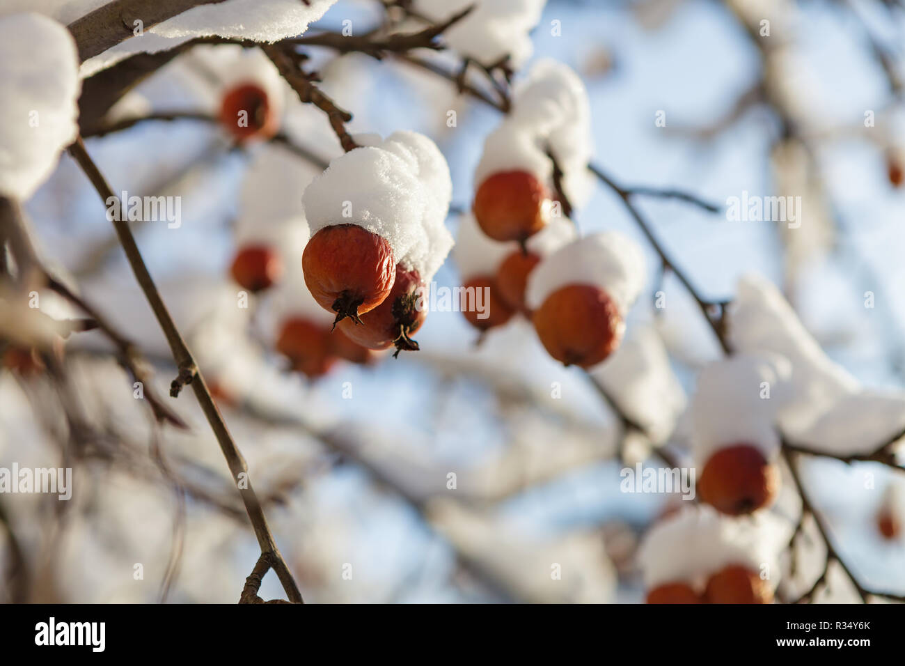 Orange fruit tree snow hi-res stock photography and images - Alamy