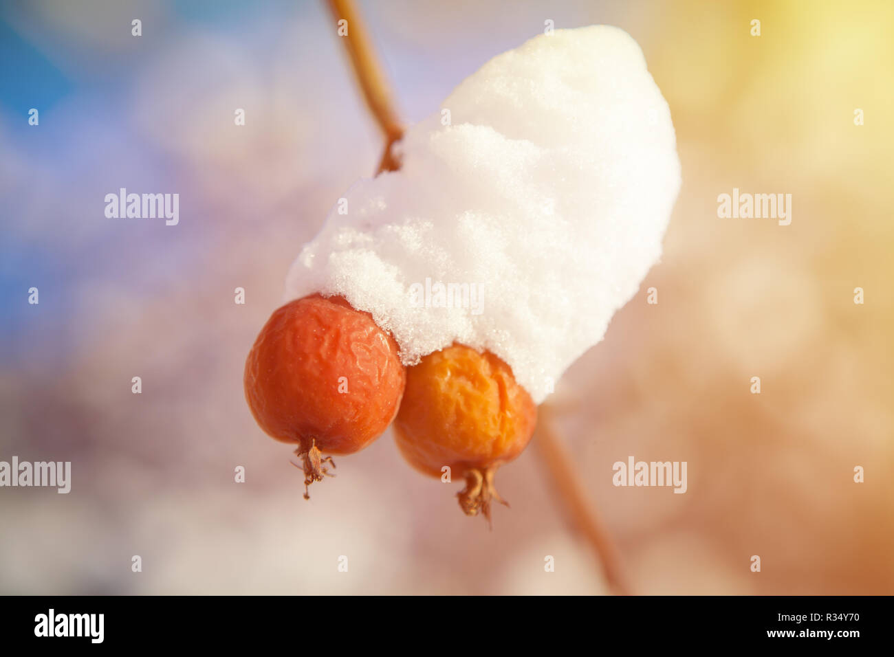 Snow covered berry hi-res stock photography and images - Alamy