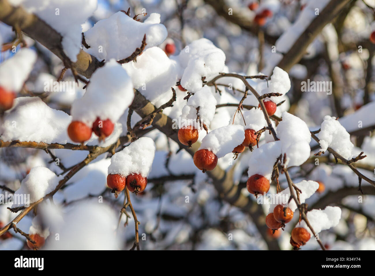 Orange winter berries hi-res stock photography and images - Alamy