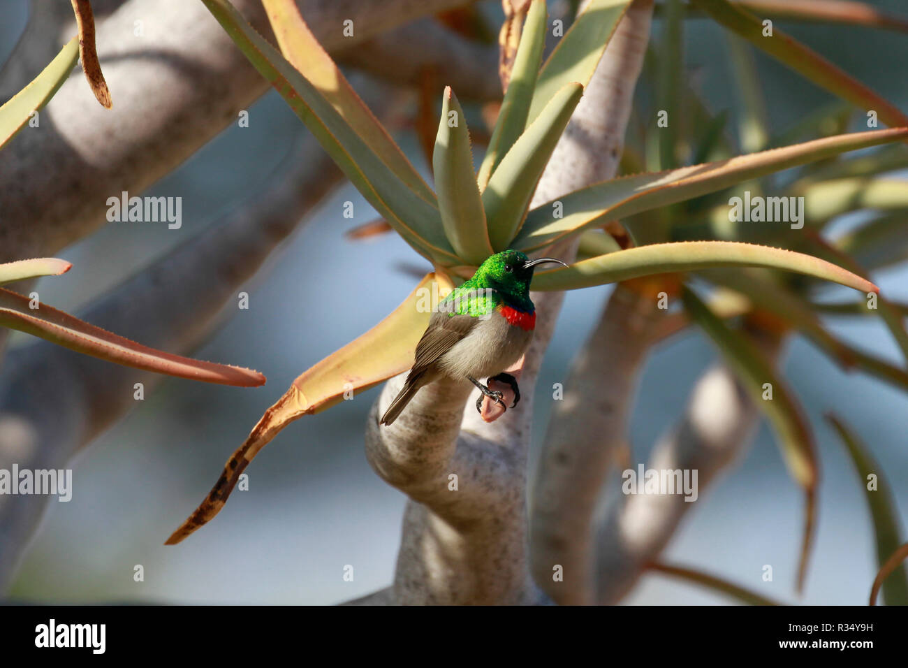 A southern double-collared sunbird or lesser double-collared sunbird ...