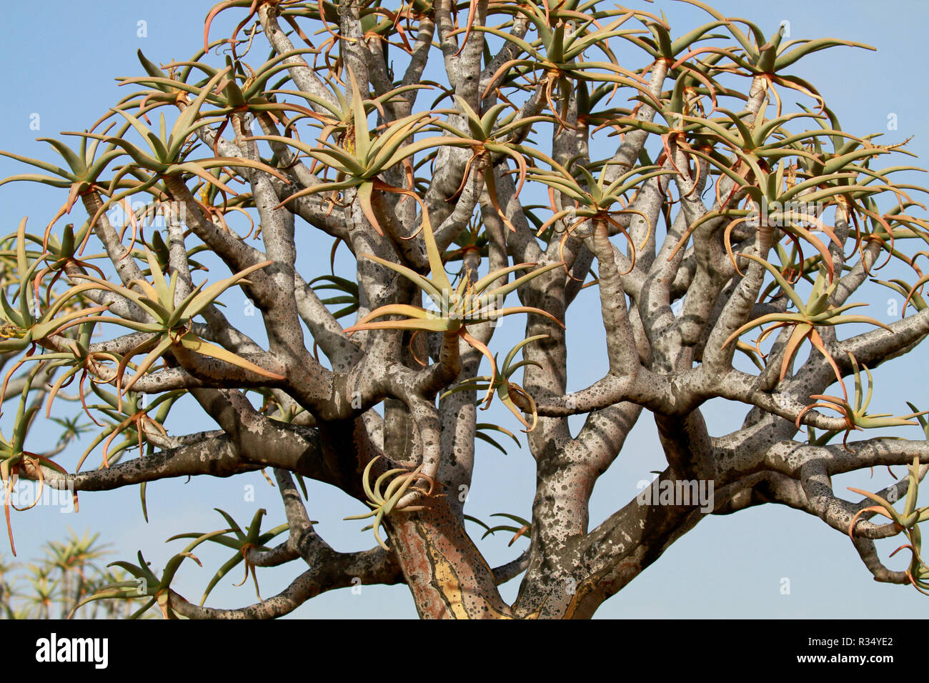 Quiver tree(Aloidendron dichotomum) in the Karoo Desert National ...