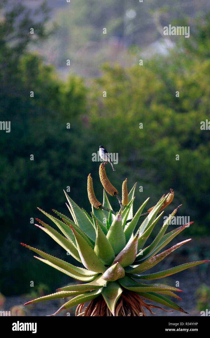 A southern fiscal, common fiscal or fiscal shrike (Lanius collaris) in ...