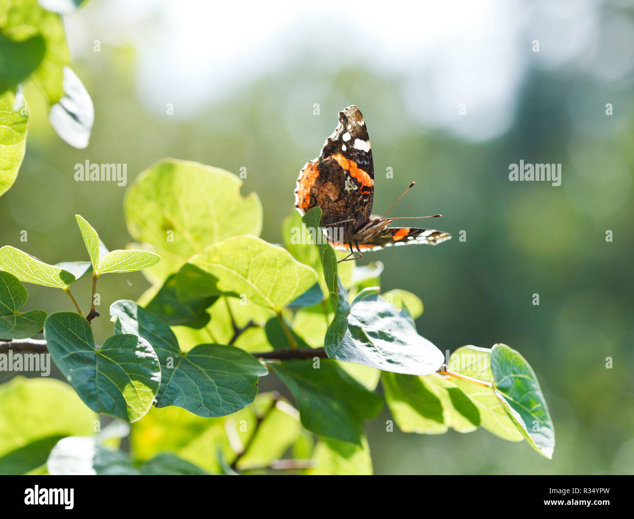 Crimean butterfly hi-res stock photography and images - Alamy