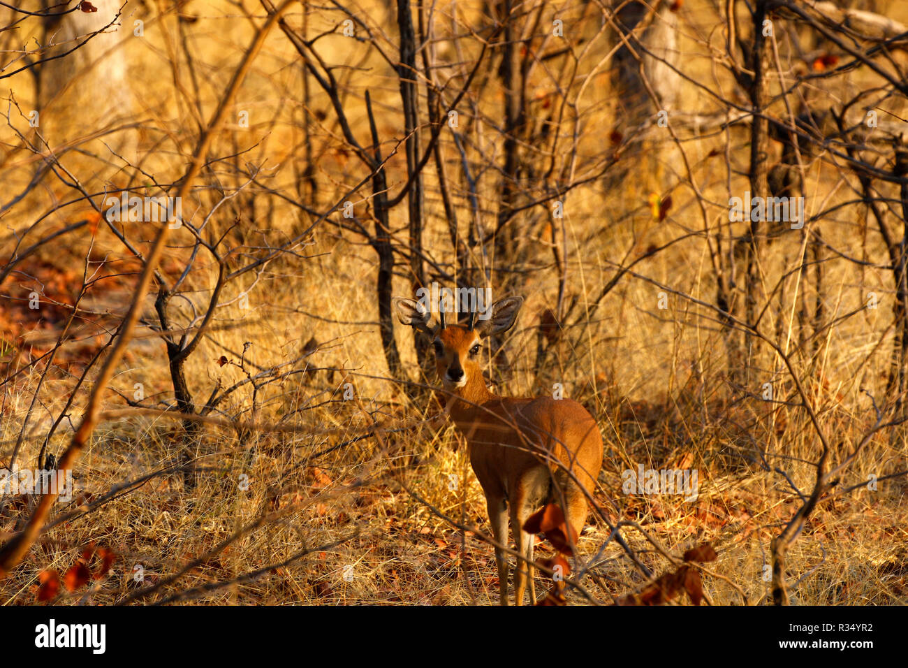 Small African Steenbok Antelope Stock Photo - Alamy