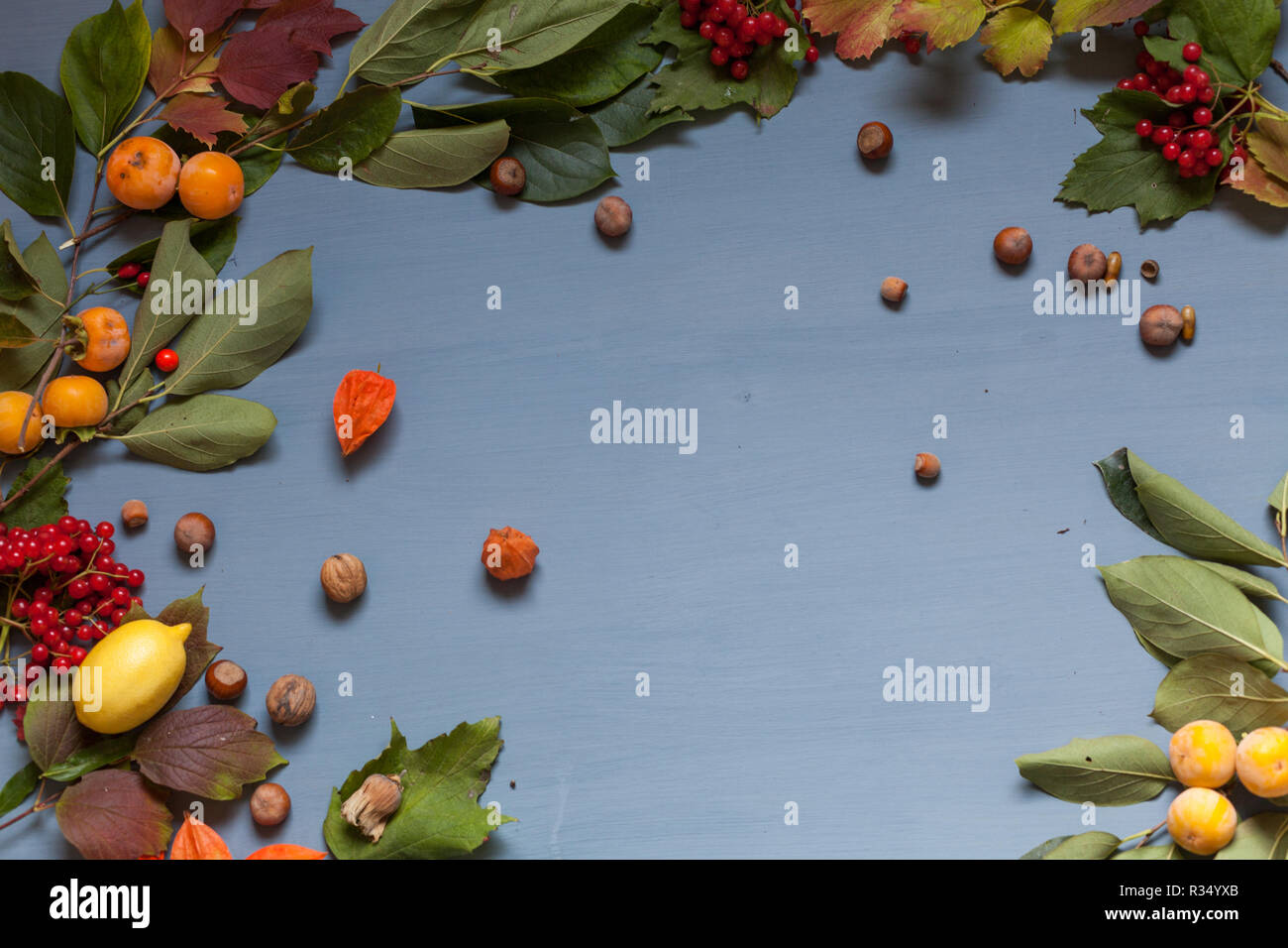 Linden nuts hi-res stock photography and images - Alamy