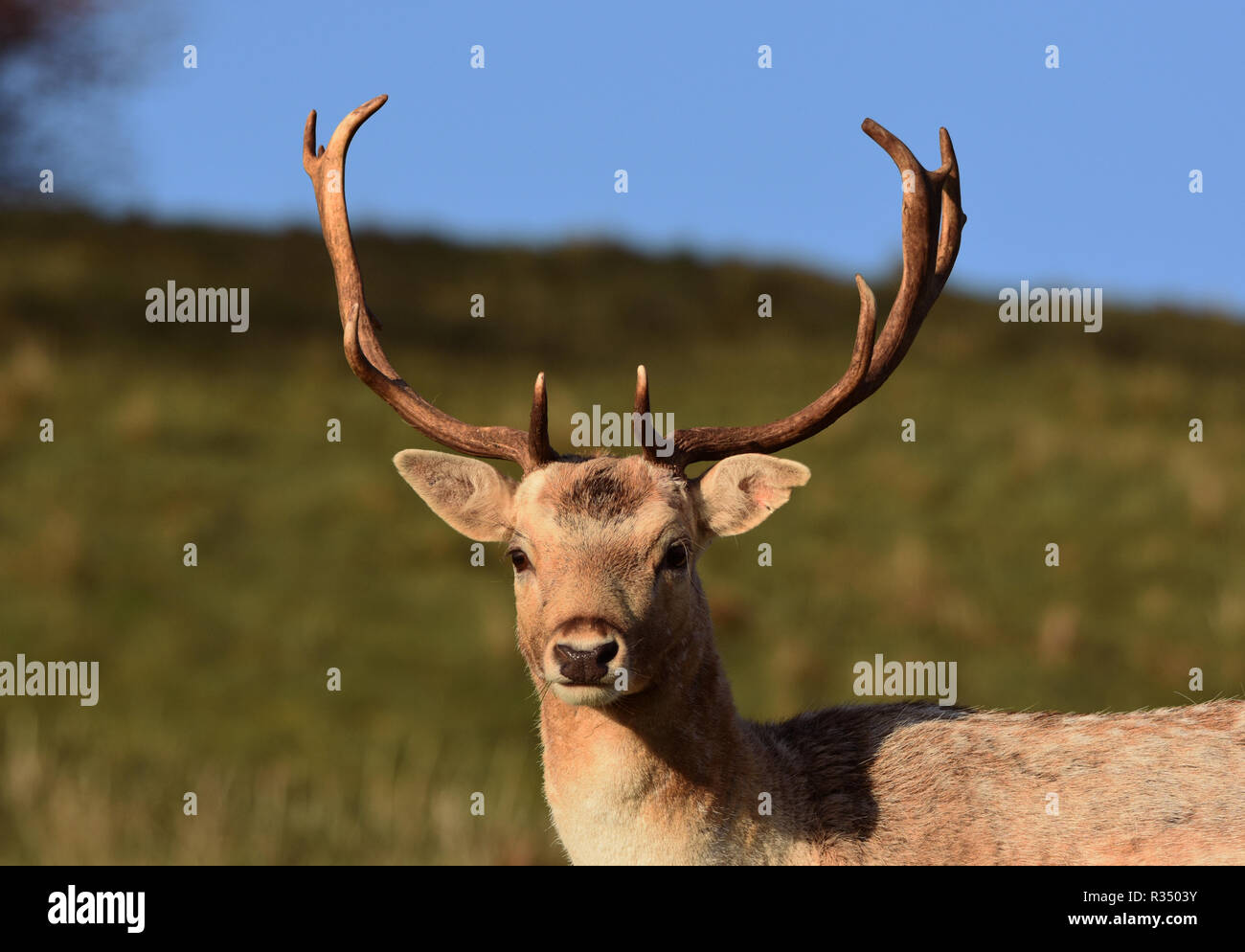 Deer cull england hi-res stock photography and images - Alamy