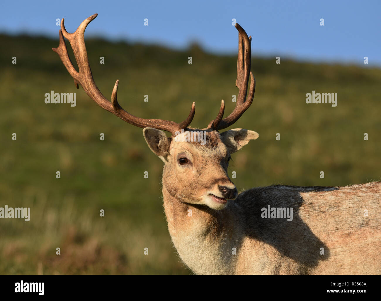 Deer cull england hi-res stock photography and images - Alamy