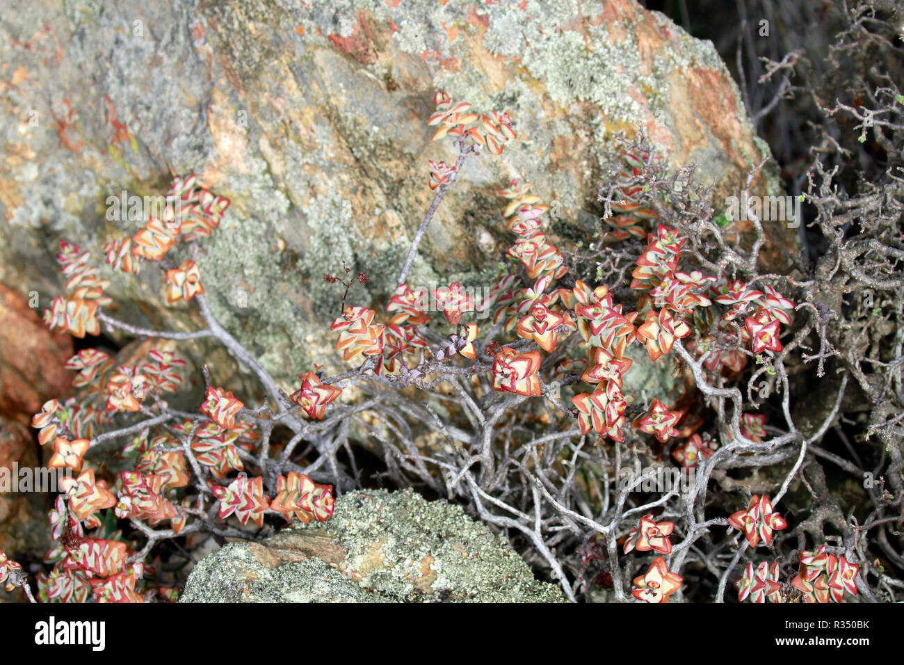 Crassula rupestris (Kebab Bush) in the the Karoo Desert National ...