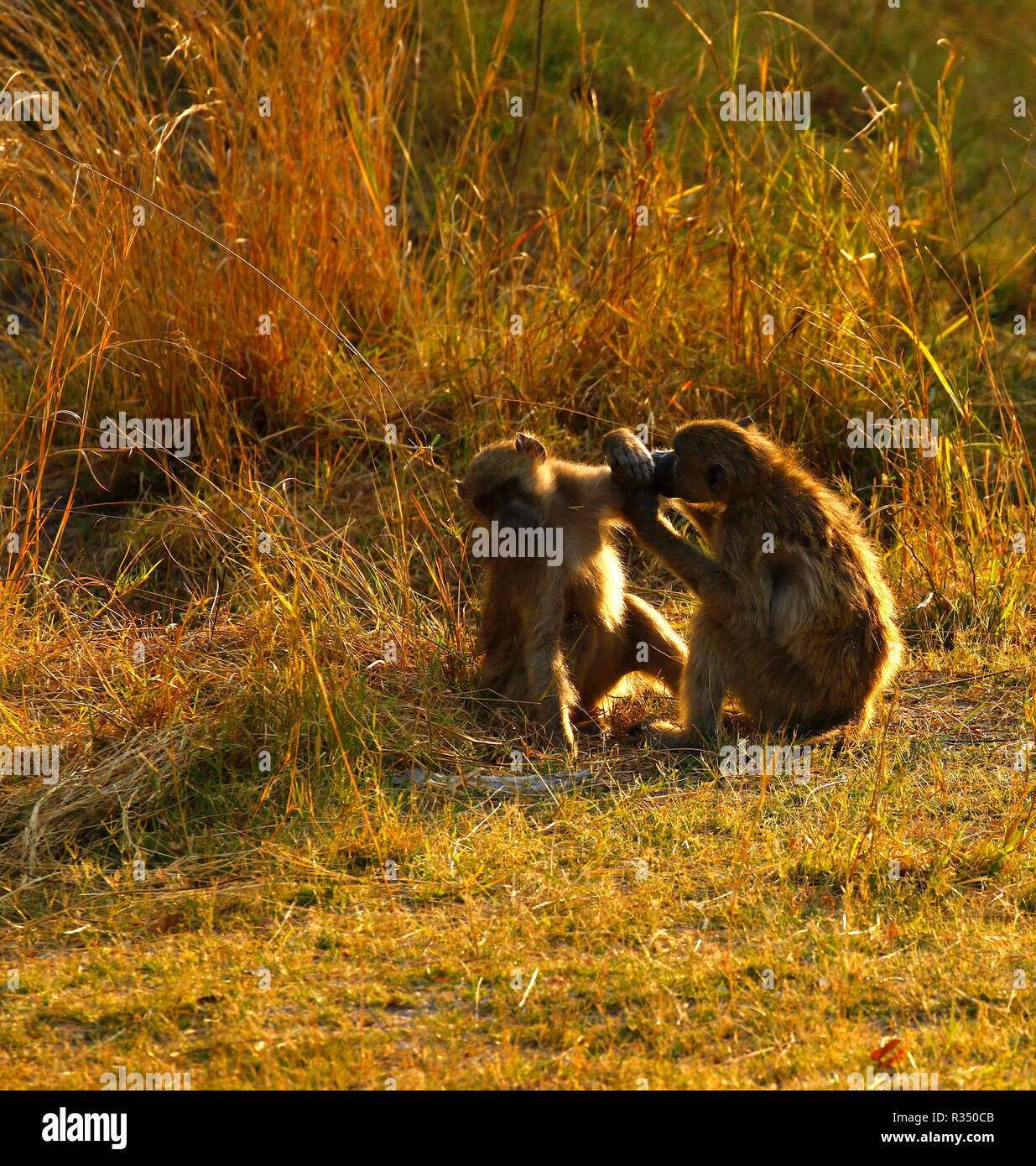 Funny Olive Baboons, someone is always on sentry duty Stock Photo - Alamy