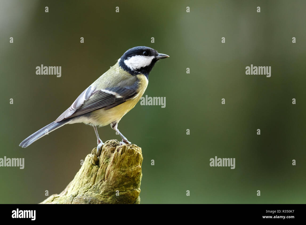 Meisenart hi-res stock photography and images - Alamy