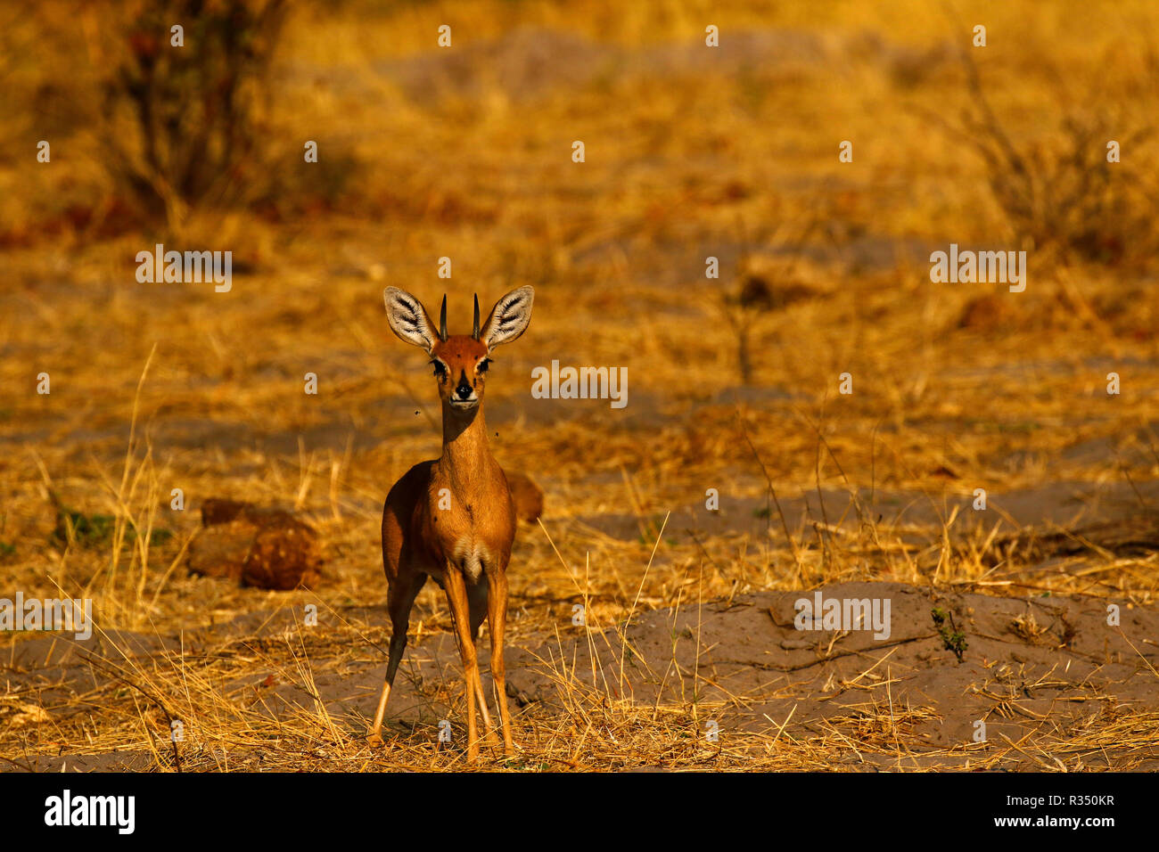Small African Steenbok Antelope Stock Photo - Alamy