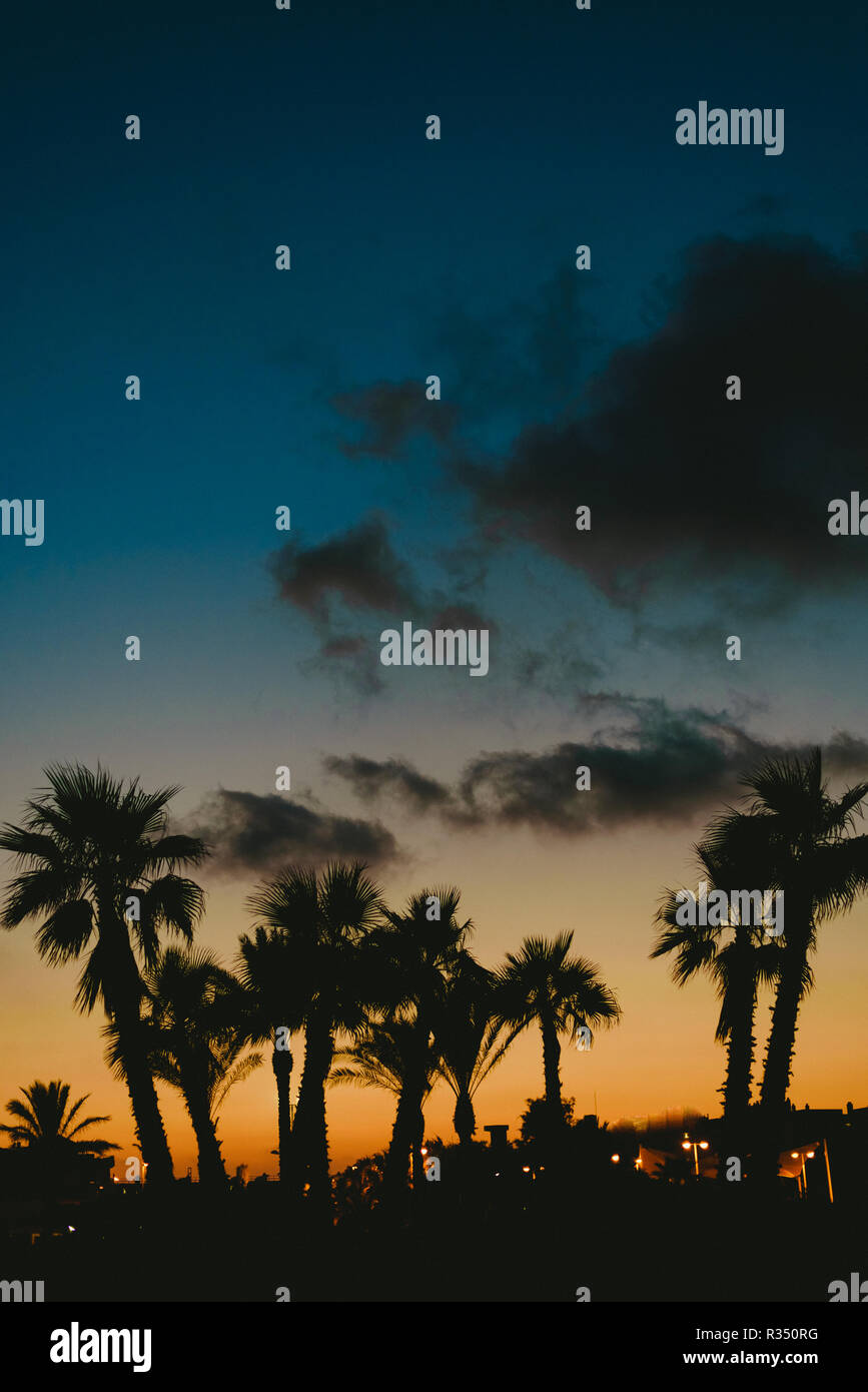 Backlit palm trees at sunset in a beach resort town in summer Stock ...