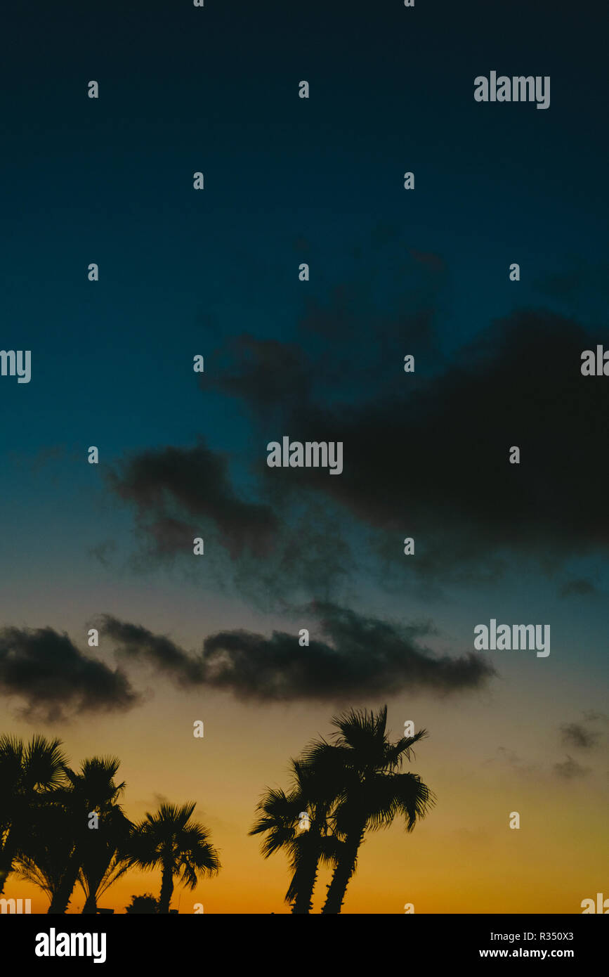 Backlit palm trees at sunset in a beach resort town in summer Stock ...
