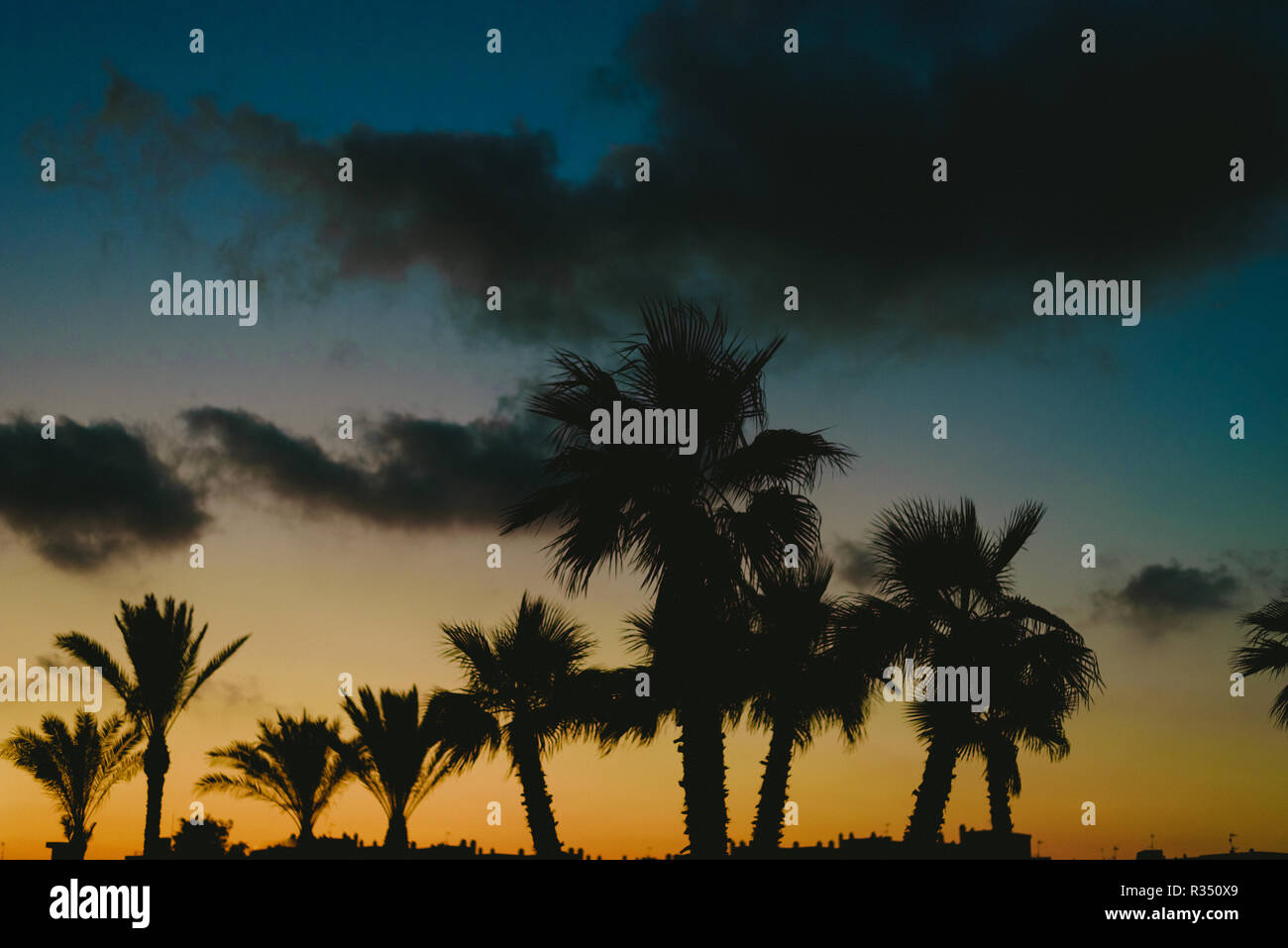 Backlit palm trees at sunset in a beach resort town in summer Stock ...