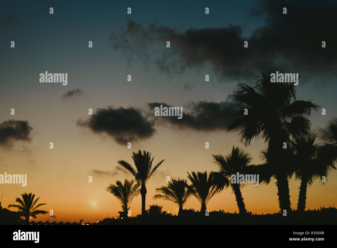 Backlit palm trees at sunset in a beach resort town in summer Stock ...