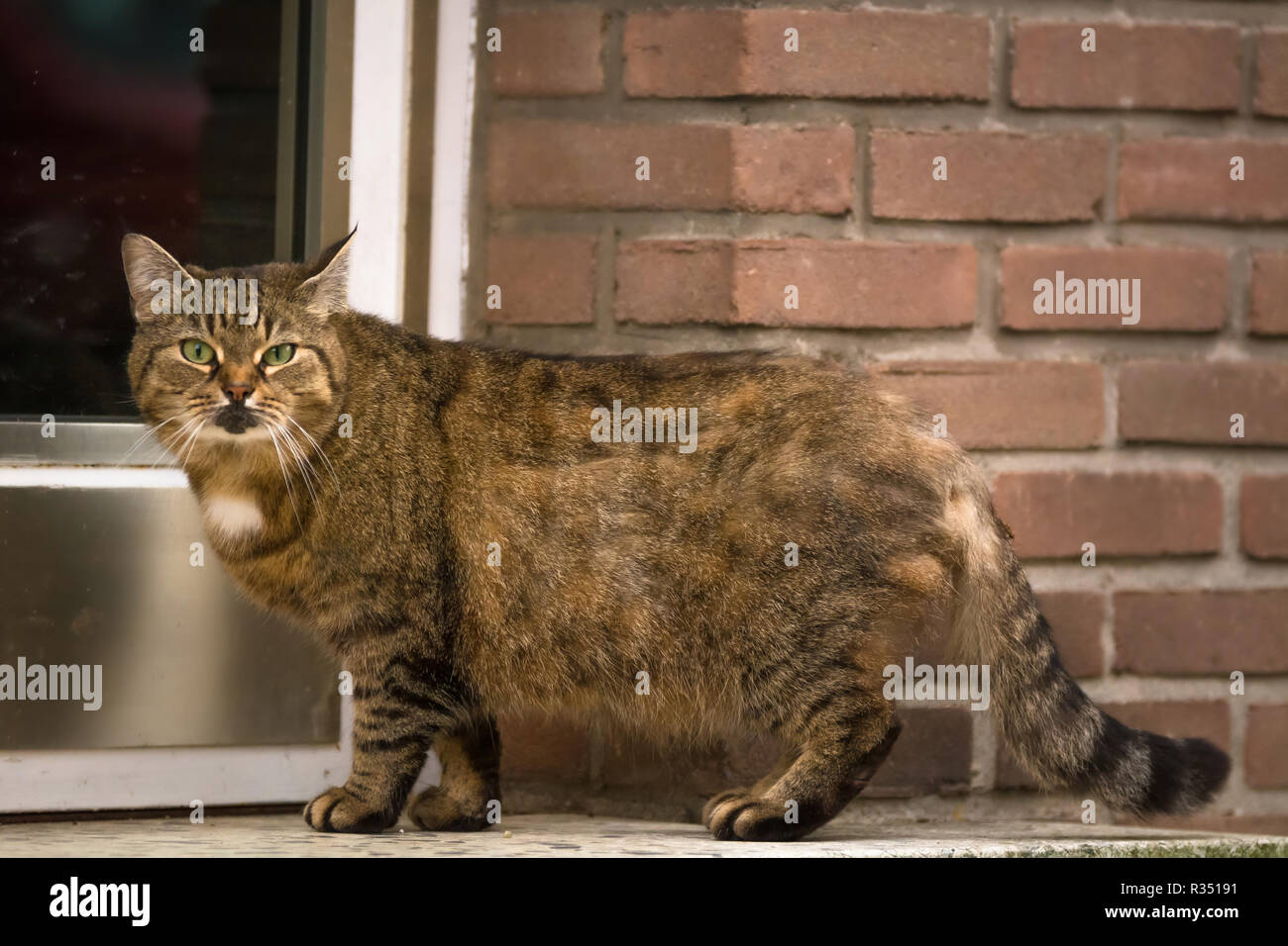 A tabby domestic cat Stock Photo - Alamy
