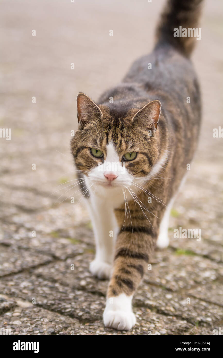 A cat is on its way home Stock Photo - Alamy