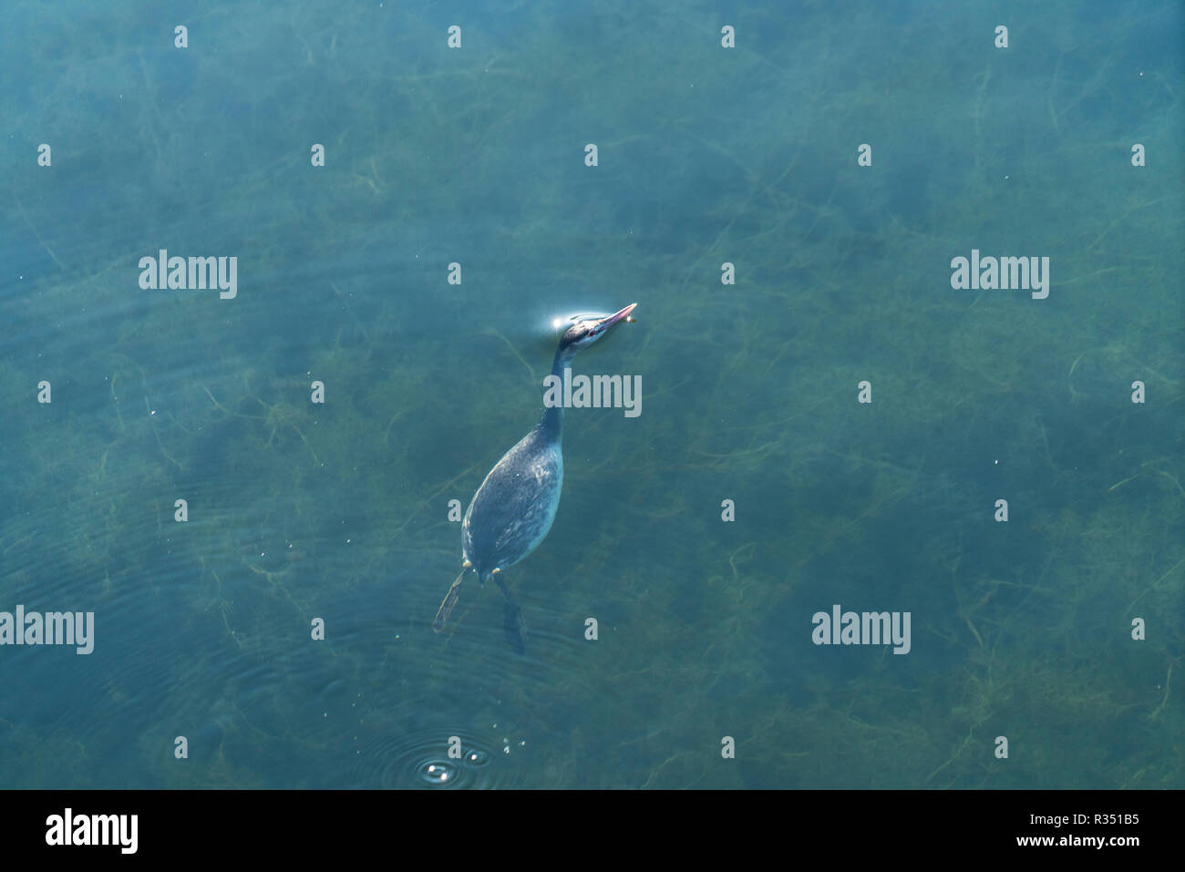 Diving bird at artificial lake Phoenix See in Dortmund, Germany Stock ...