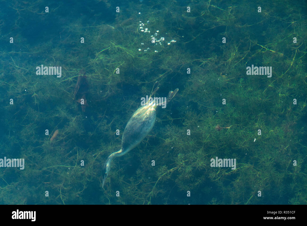 Diving bird at artificial lake Phoenix See in Dortmund, Germany Stock ...