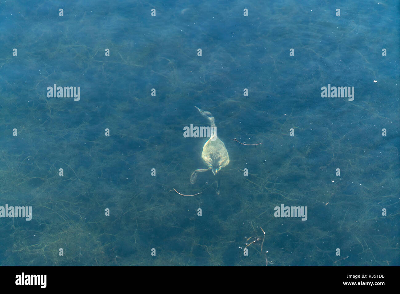 Diving bird at artificial lake Phoenix See in Dortmund, Germany Stock ...