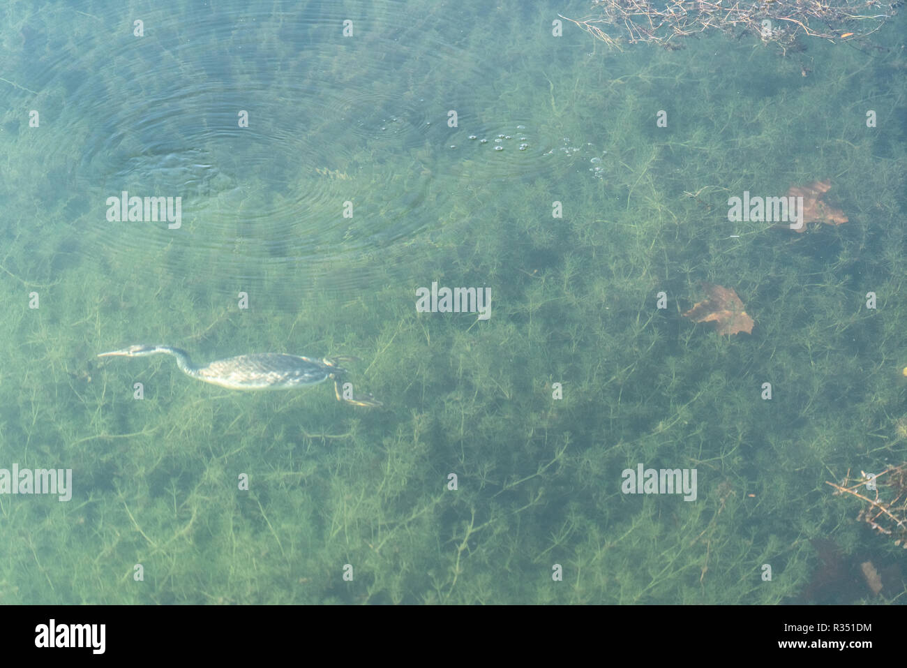 Diving bird at artificial lake Phoenix See in Dortmund, Germany Stock ...