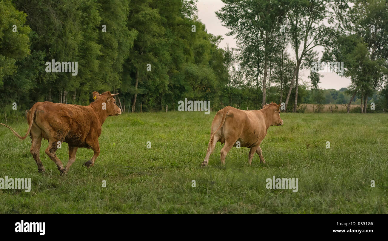 Brindled cow hi-res stock photography and images - Alamy