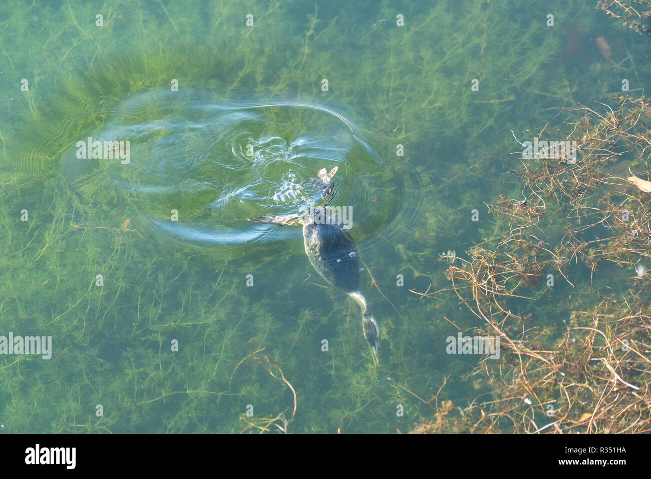 Diving bird at artificial lake Phoenix See in Dortmund, Germany Stock ...