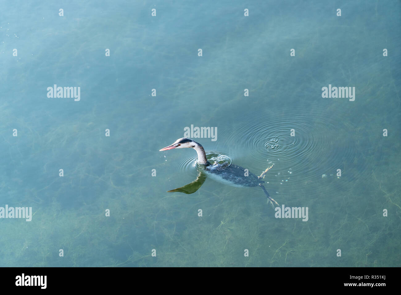 Diving bird at artificial lake Phoenix See in Dortmund, Germany Stock ...