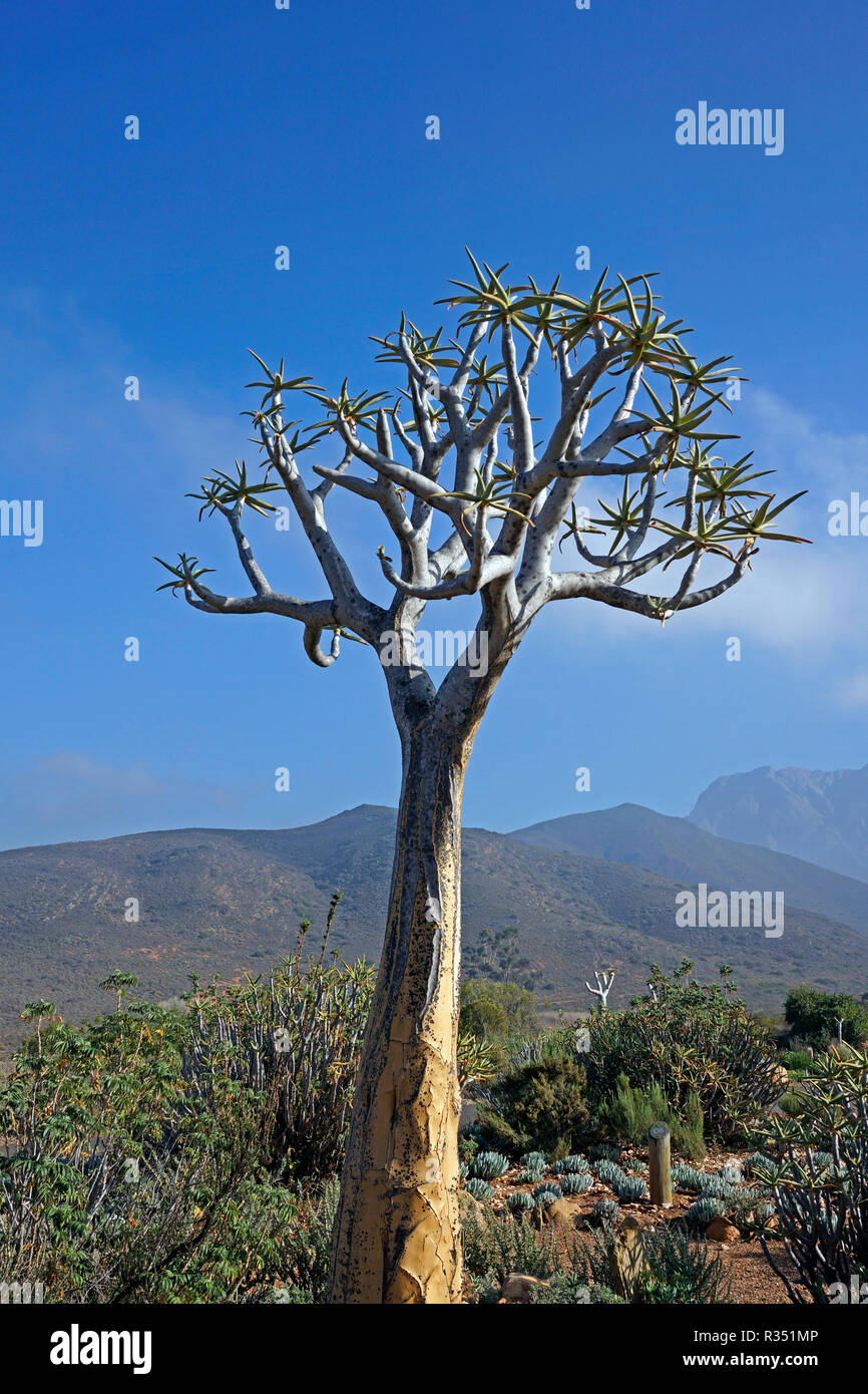 Quiver Trees In South Africa