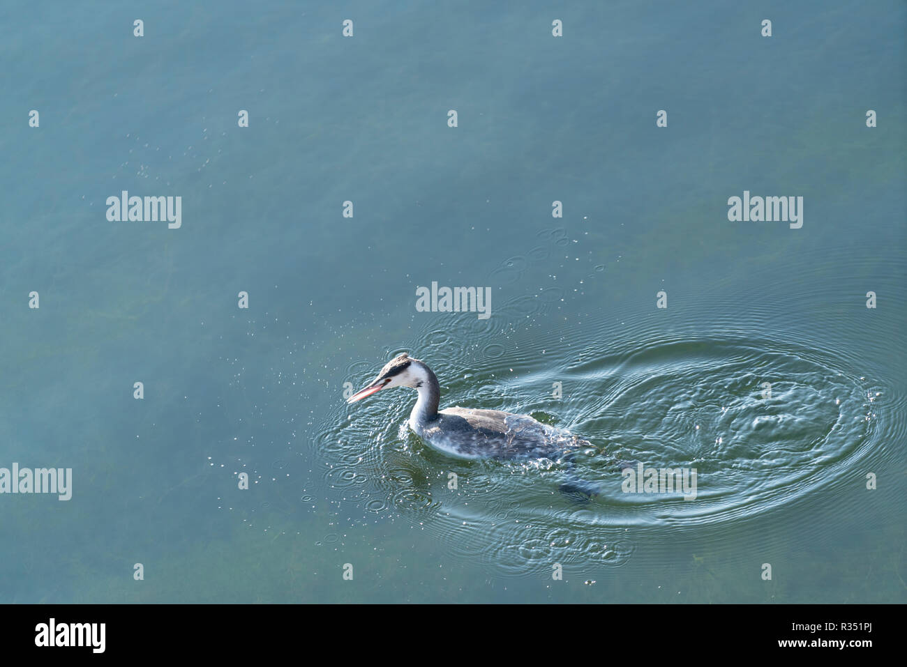 Diving bird at artificial lake Phoenix See in Dortmund, Germany Stock ...