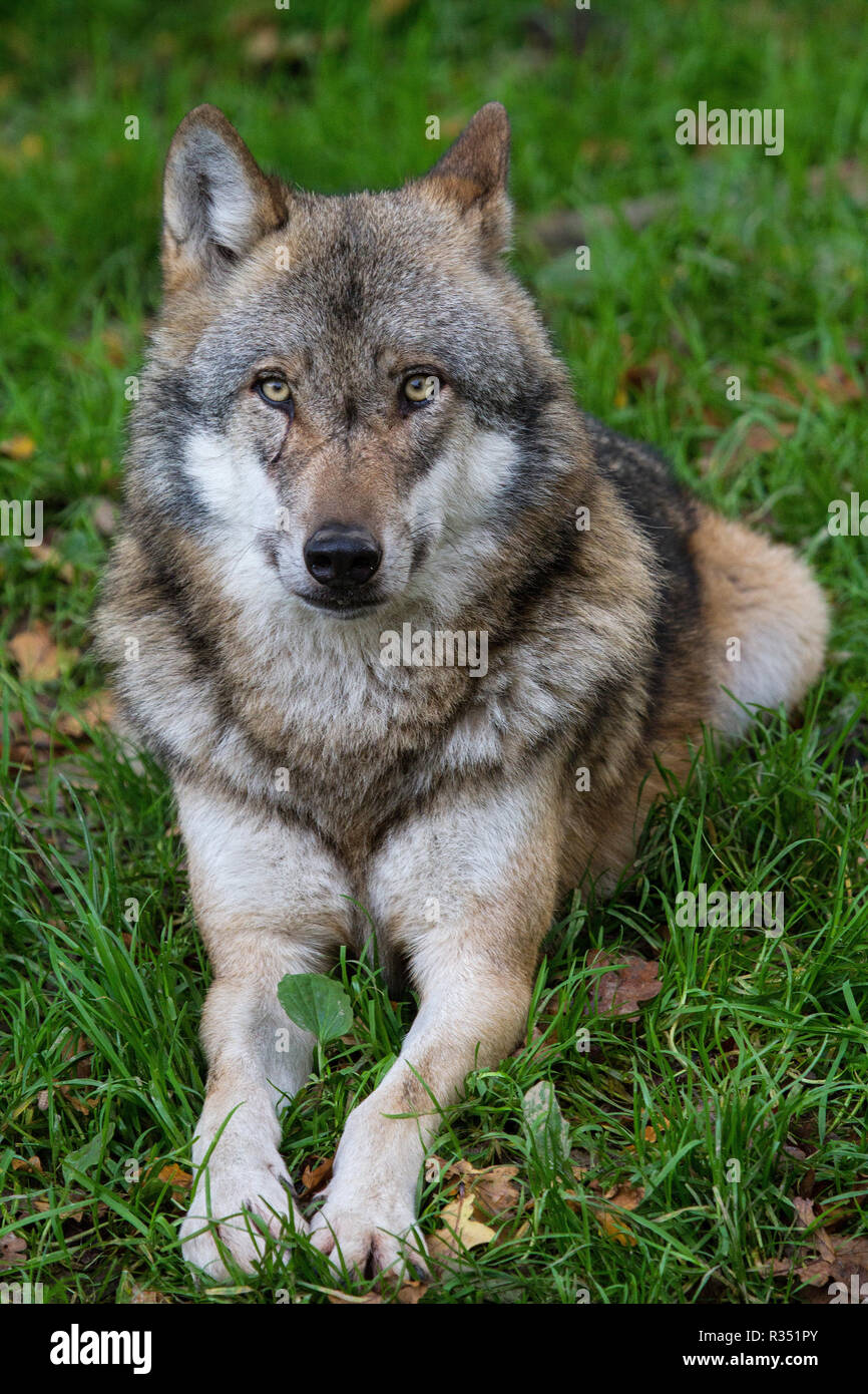 Lying wolf hi-res stock photography and images - Alamy