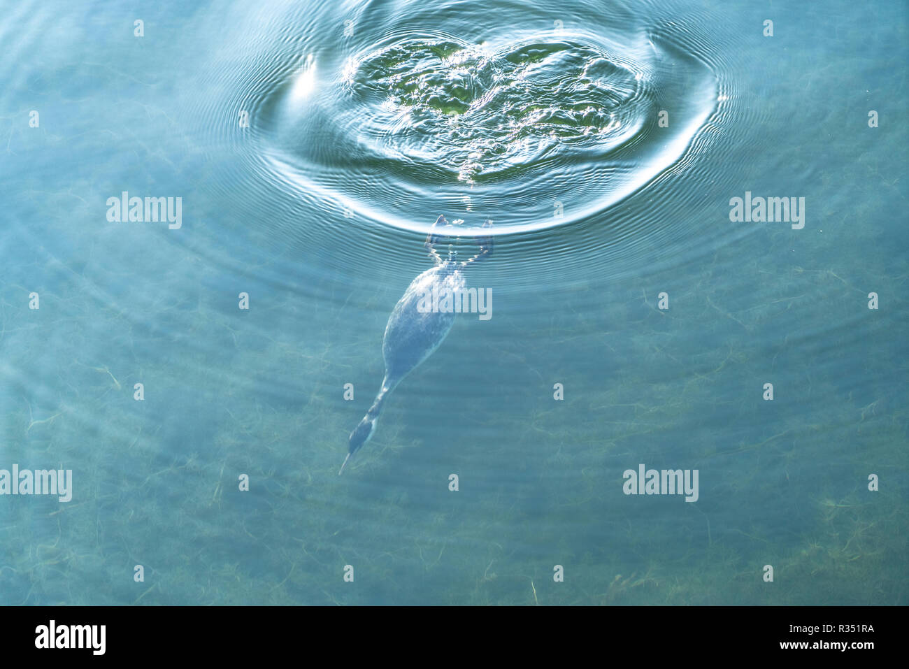 Diving bird at artificial lake Phoenix See in Dortmund, Germany Stock ...