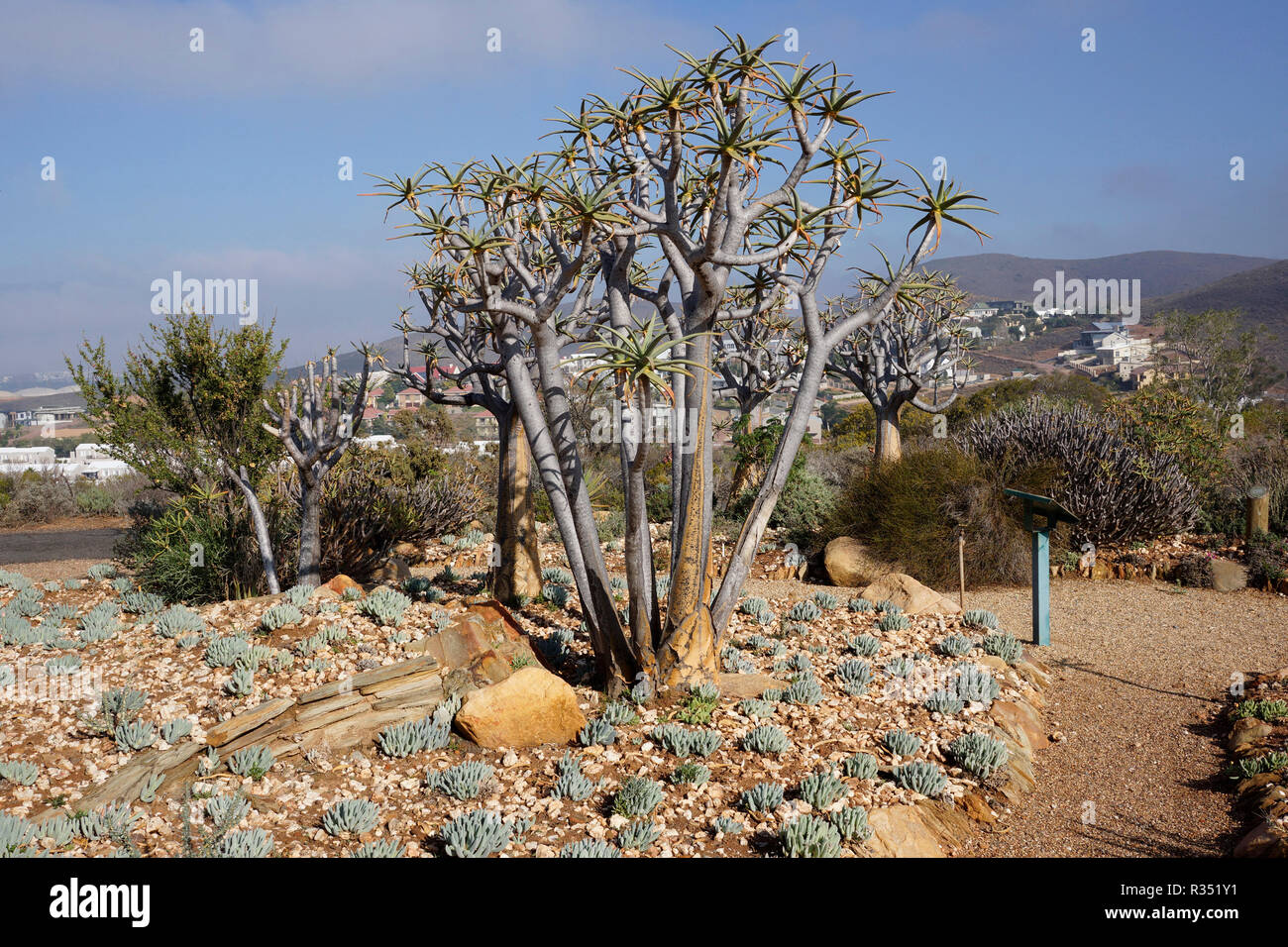 Quiver trees (Aloidendron dichotomum) in the Karoo Desert National ...