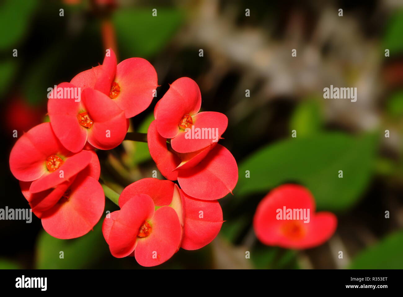 christ thorn in bloom Stock Photo - Alamy