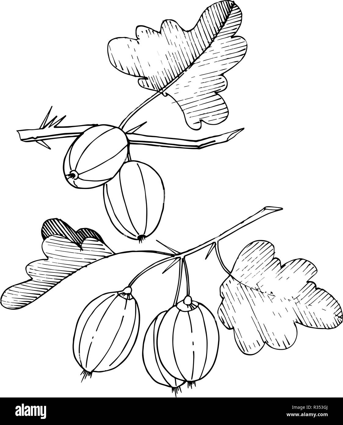 Vector. Black and white engraved ink art. Isolated gooseberry il Stock ...