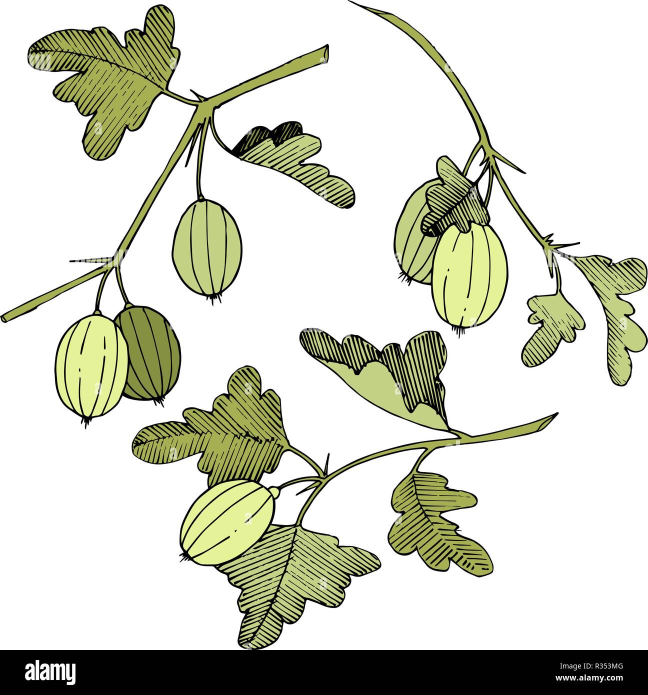 Vector. Black and white engraved ink art. Isolated gooseberry il Stock ...