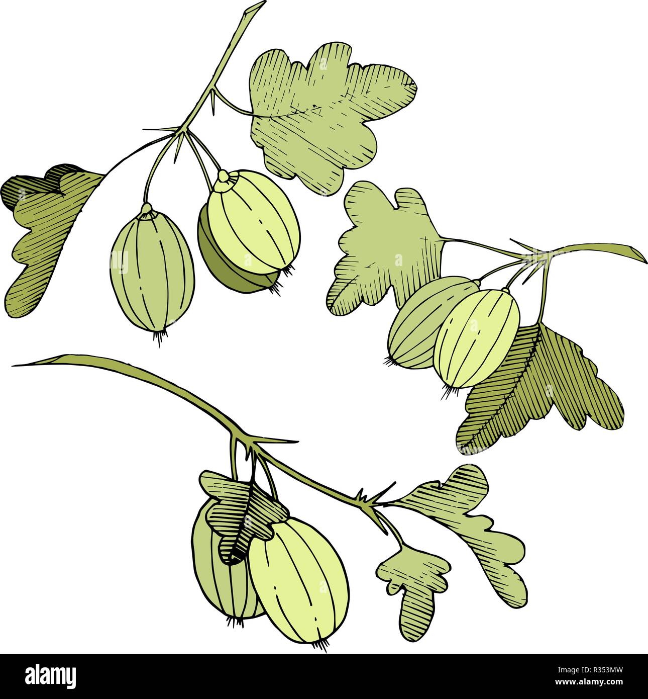 Vector. Black and white engraved ink art. Isolated gooseberry il Stock ...
