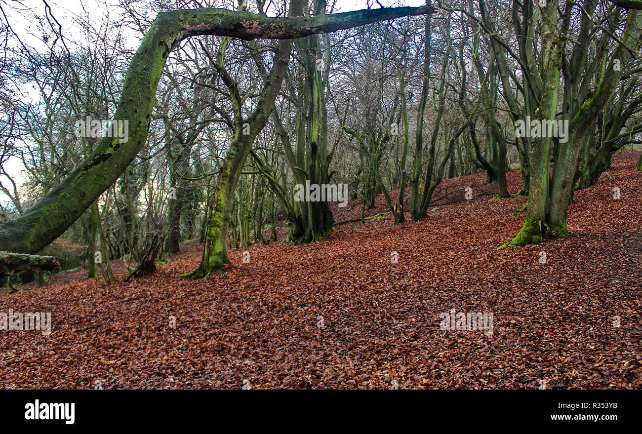 Arch of tree trunks hi-res stock photography and images - Alamy