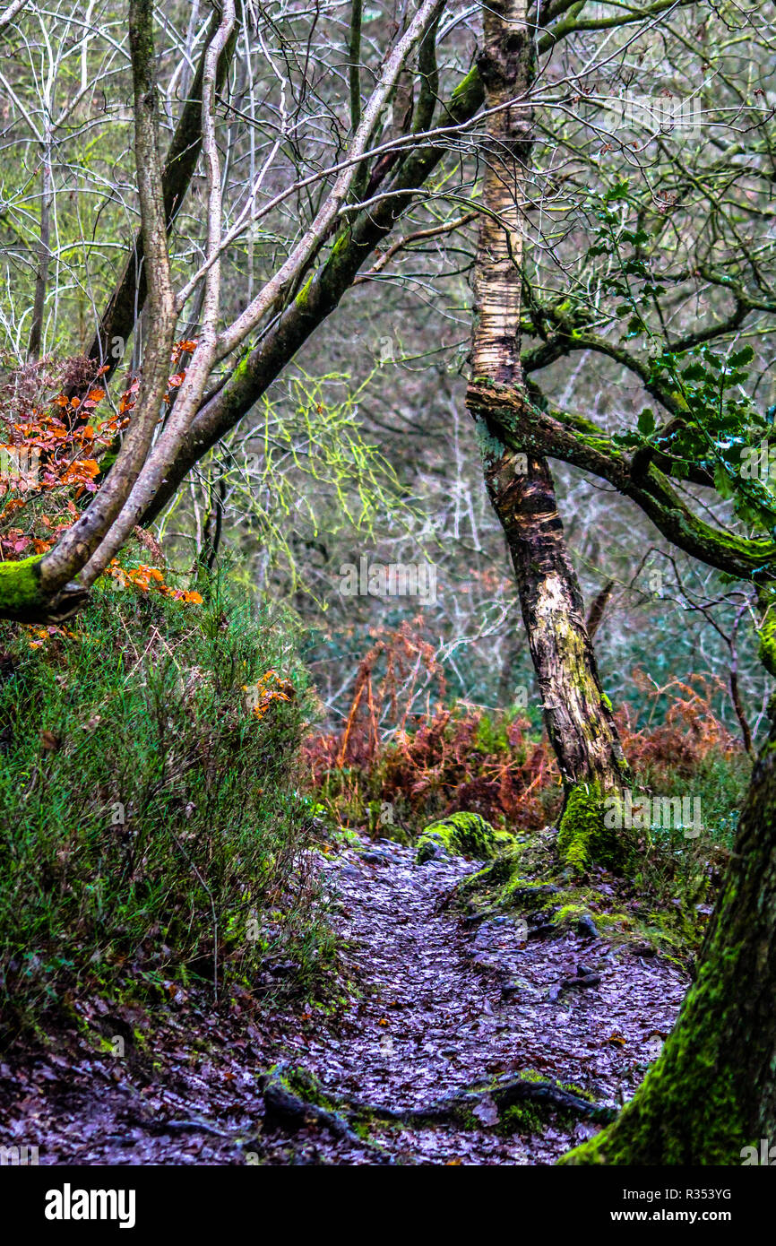 Wrekin forest hi-res stock photography and images - Alamy