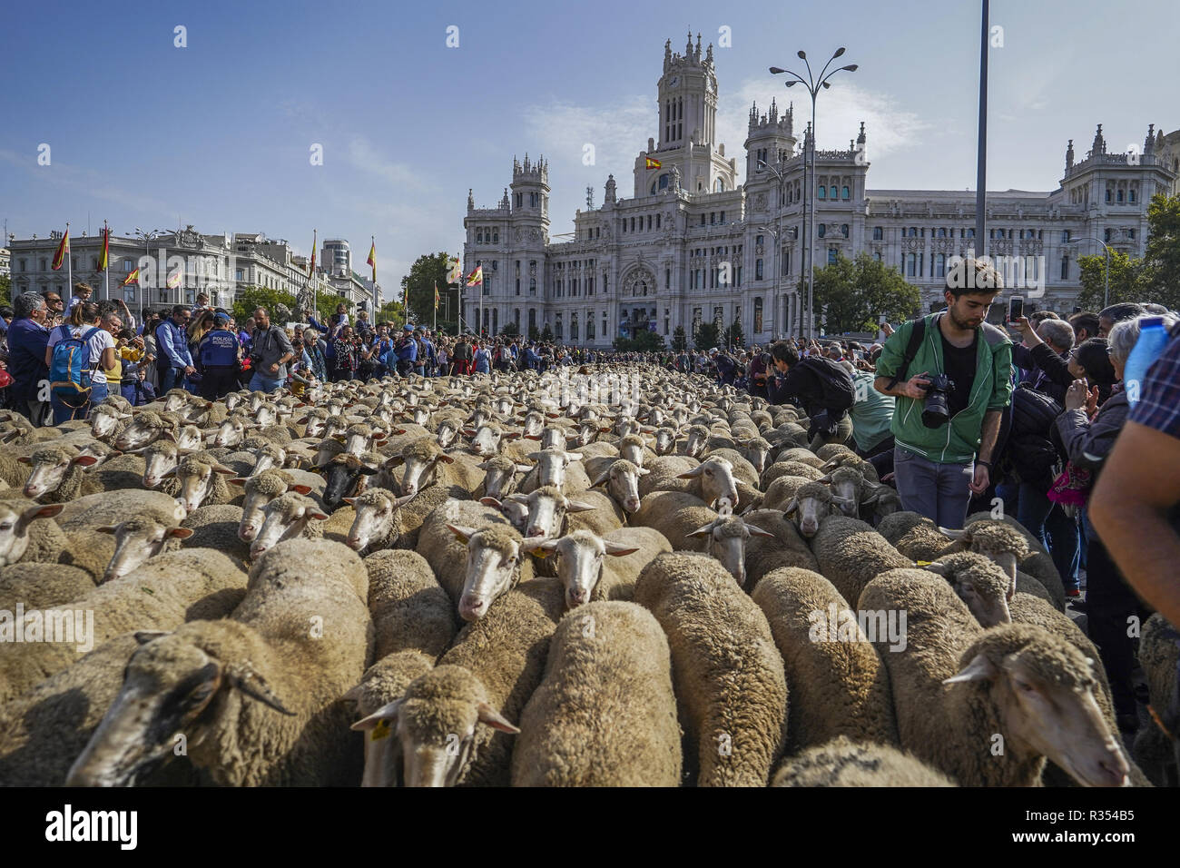 Hundreds of sheep hi-res stock photography and images - Alamy