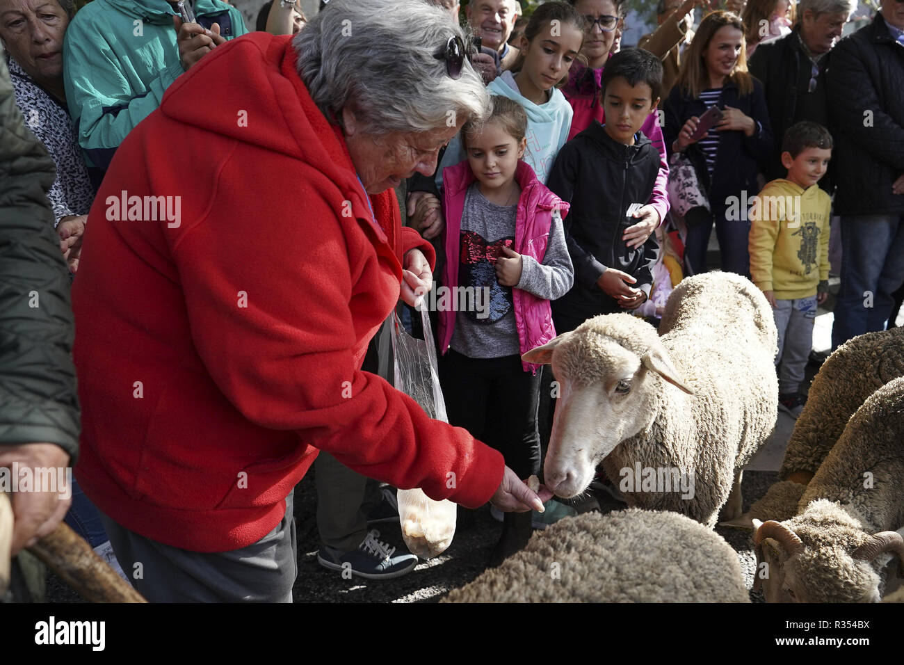 Hundreds of sheep along a street in downtown Madrid, Spain, during the ...