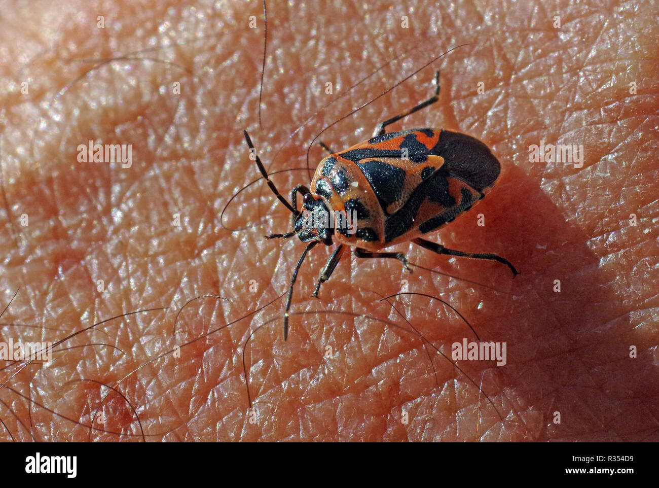 Eurydema dominulus (red and black bug) close-up on my hand Stock Photo ...