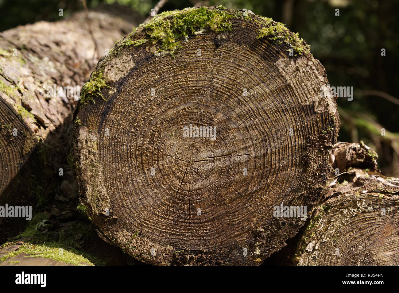 Wood rings hi-res stock photography and images - Alamy