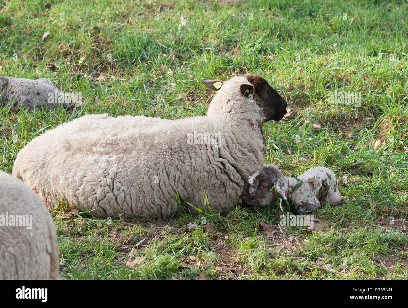Pure new wool symbol hi-res stock photography and images - Alamy
