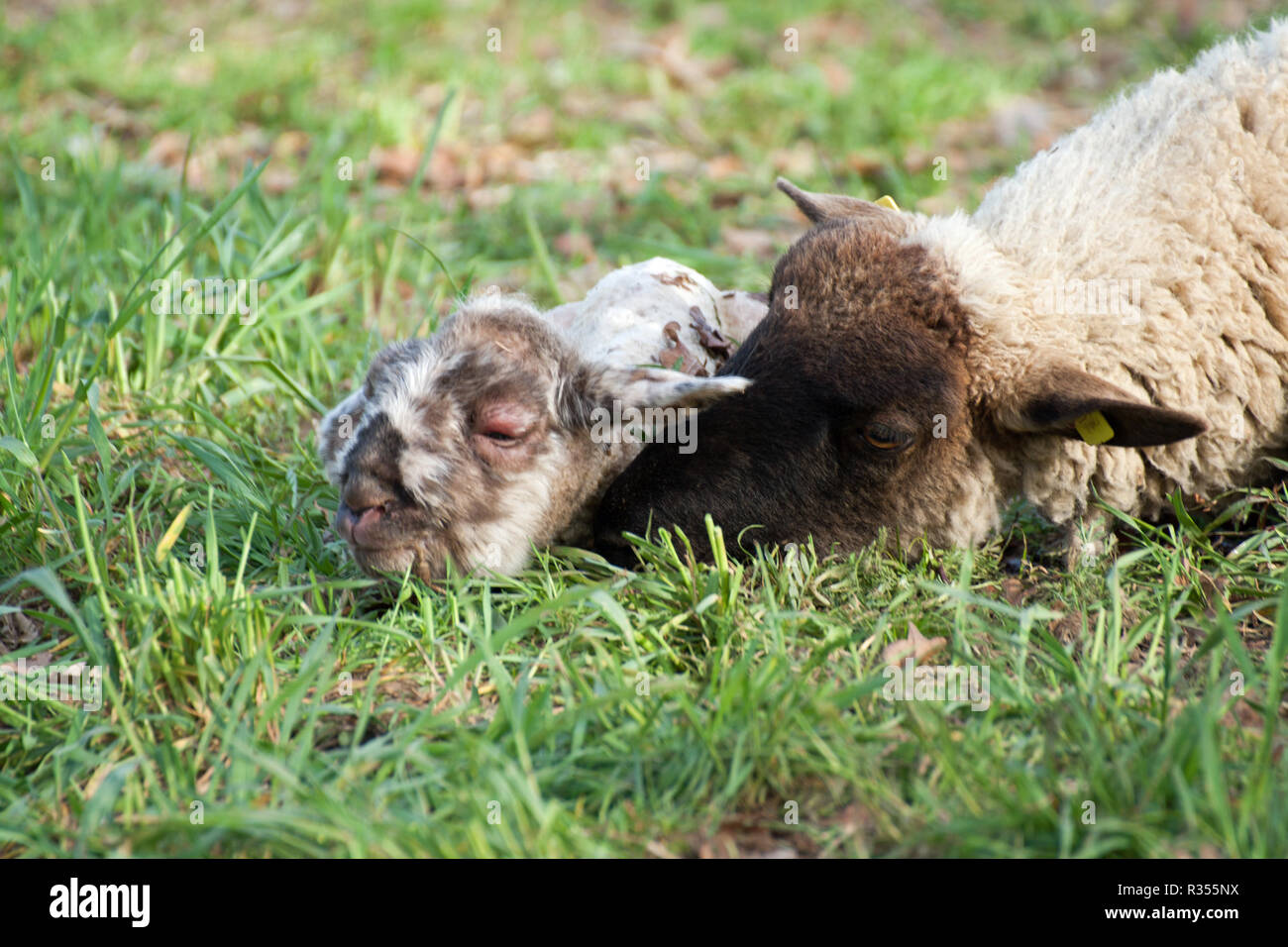 Pure new wool symbol hi-res stock photography and images - Alamy